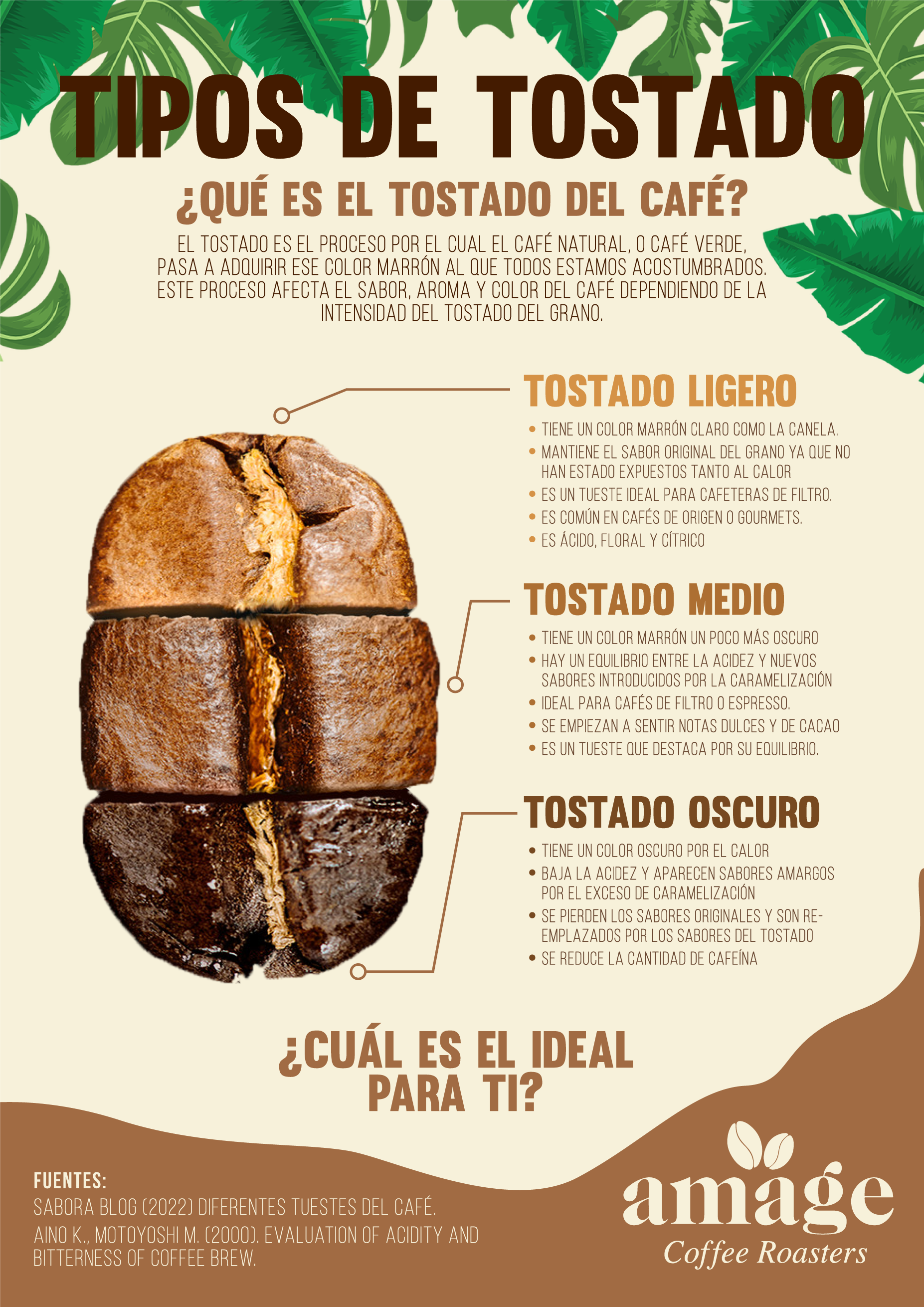 Los Distintos Tipos De Tostado Del Café Y Su Sabor Amage